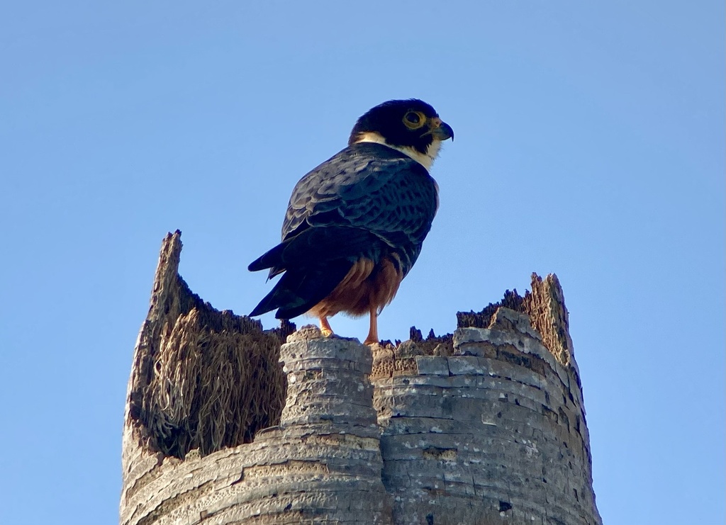 Bat Falcon from Sir Alexander Hunter Street, Belize City, Belize, BZ on ...