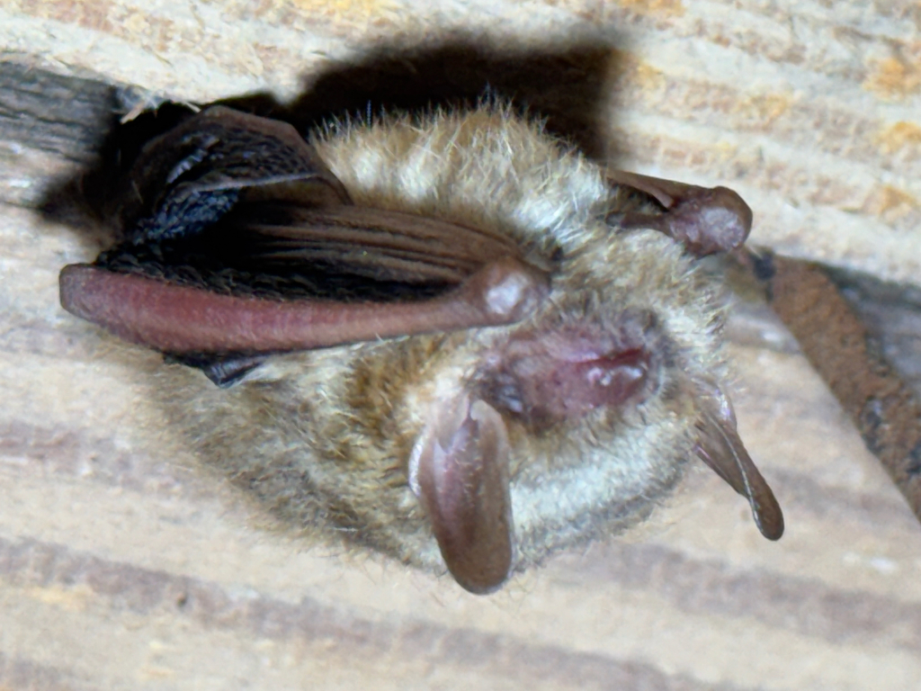 Tricolored Bat in March 2025 by werdna83 · iNaturalist