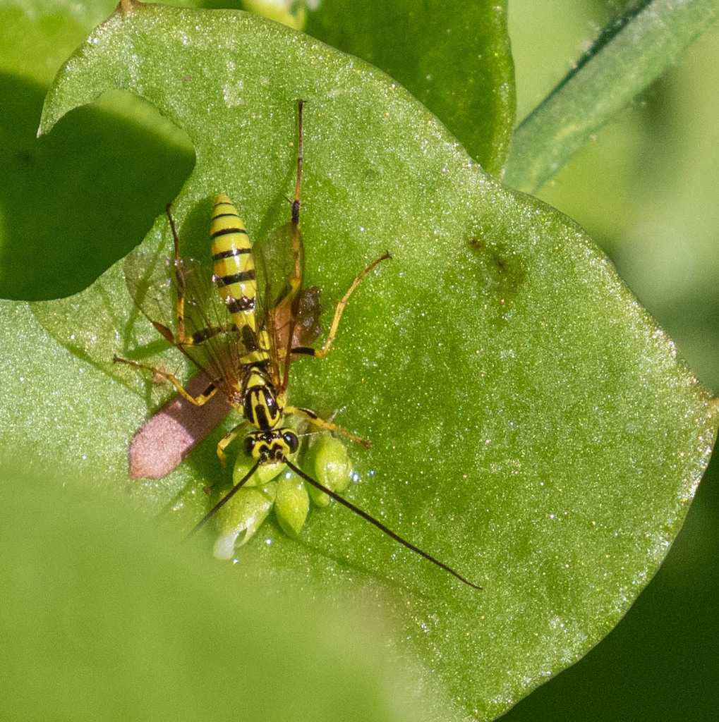 Banchus from Mitchell Canyon Road, Mount Diablo State Park, Contra ...