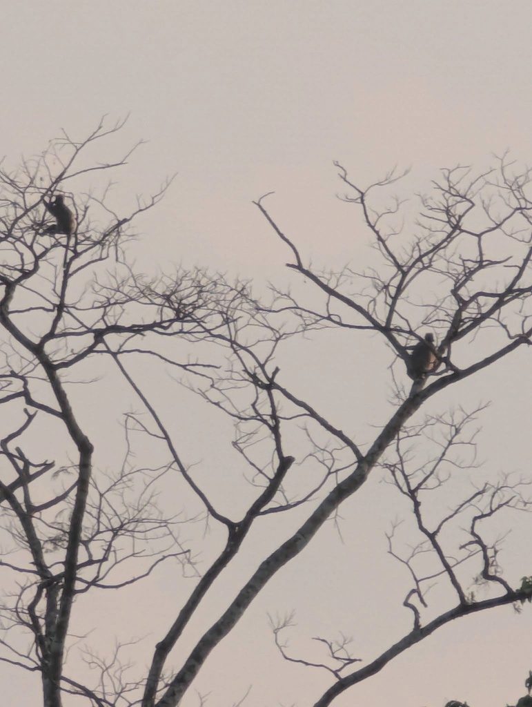 Shortridge's Capped Lutung in November 2023 by lordworm_cryptopsy ...