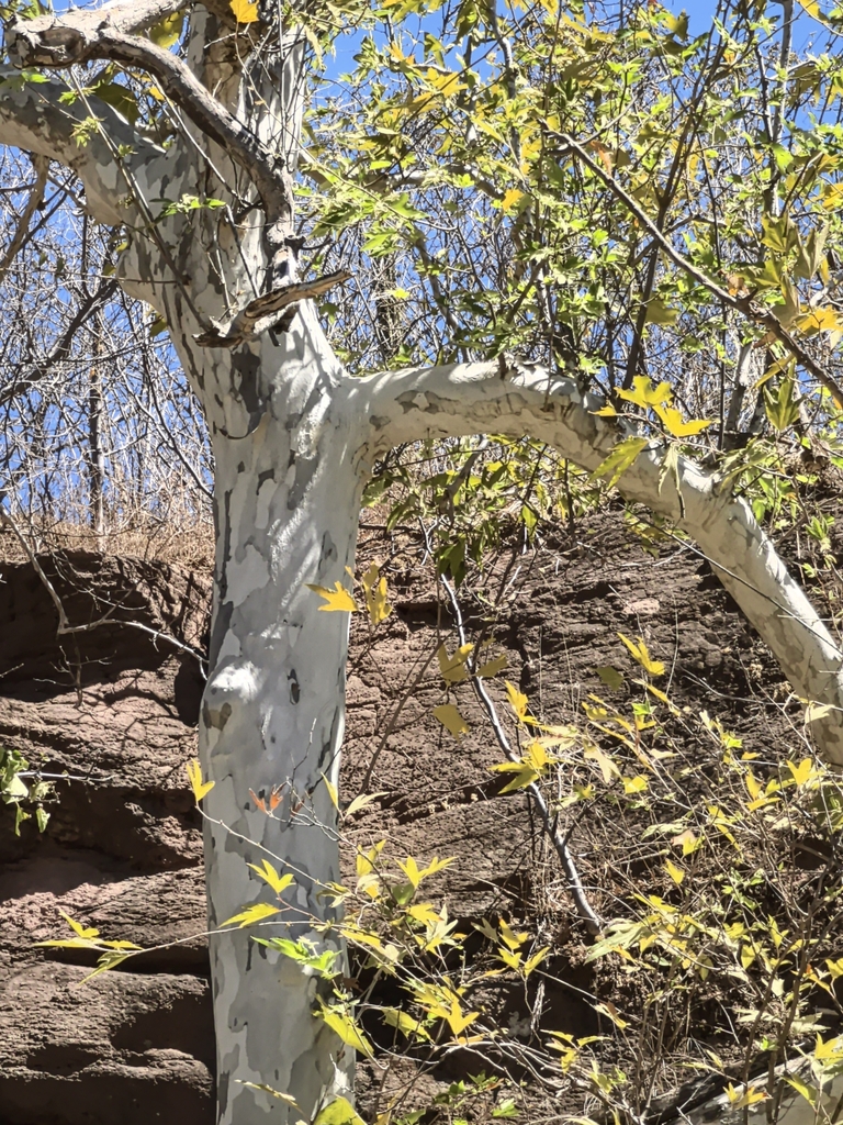 Arizona sycamore from México on March 10, 2025 at 01:13 PM by Sinaloa ...