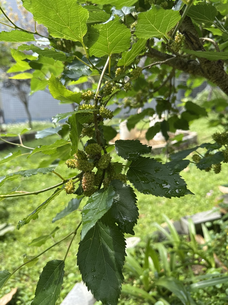 Korean mulberry from 臺灣島, 三峽區, 新北市, TW on March 11, 2025 at 12:07 PM by ...