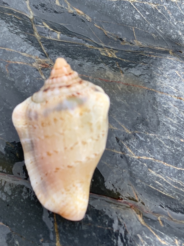 Variable Stromb from Minnie Water, NSW, AU on March 11, 2025 at 09:57 ...