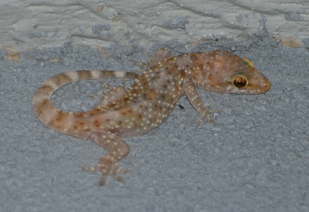 Mediterranean House Gecko from South Side, Corpus Christi, TX, USA on ...