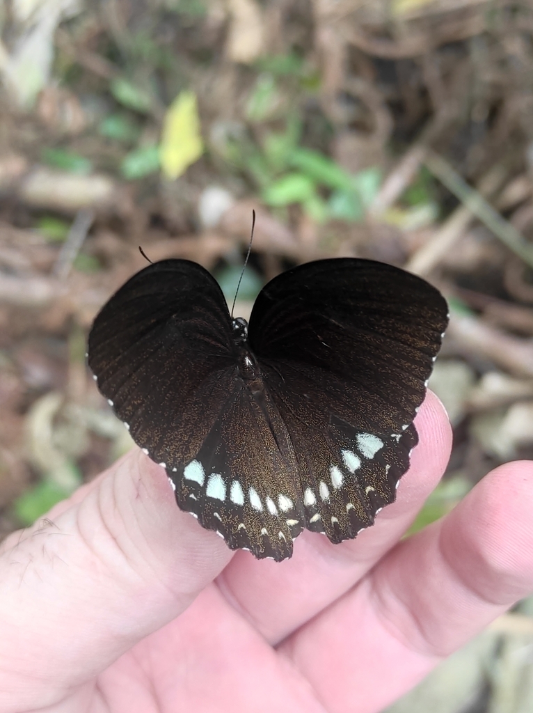 Common Raven Butterfly from Q7QX+QG, Тамбон Карон, Столичный ампхе ...