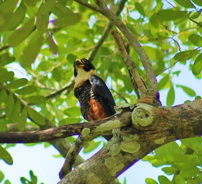 Bat Falcon from Carretera Kantunil-Cancún, Valladolid, YUC, MX on ...