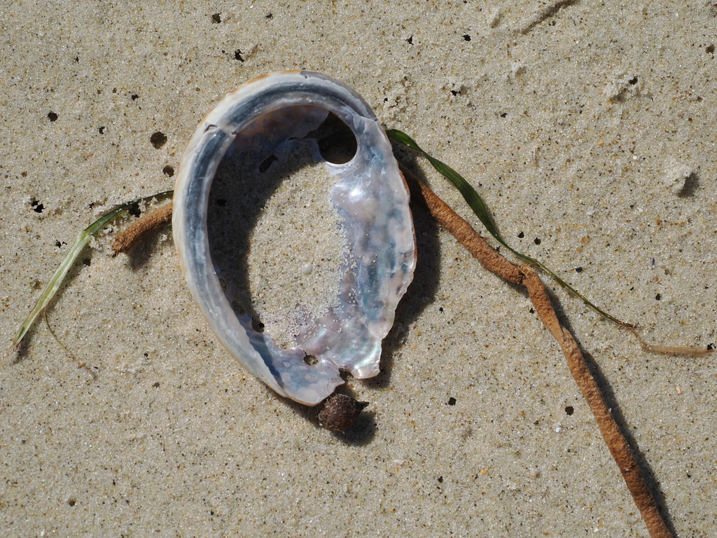 blacklip abalone from Glamorgan-Spring Bay, TAS, Australia on March 9 ...