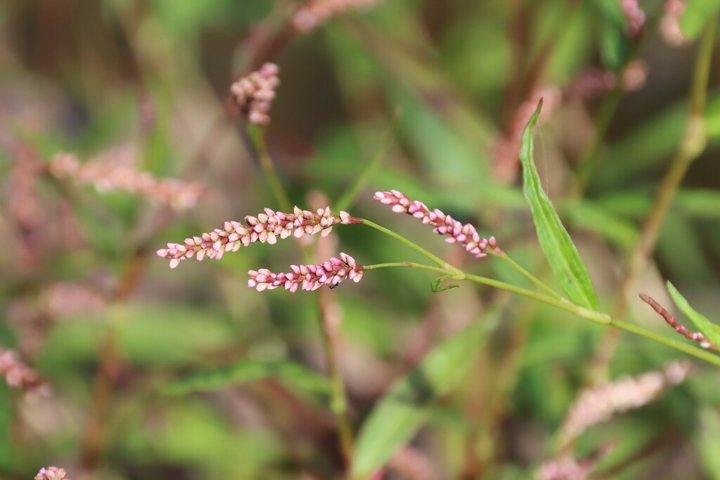 slender knotweed from Melbourne VIC, Australia on March 11, 2025 at 03: ...