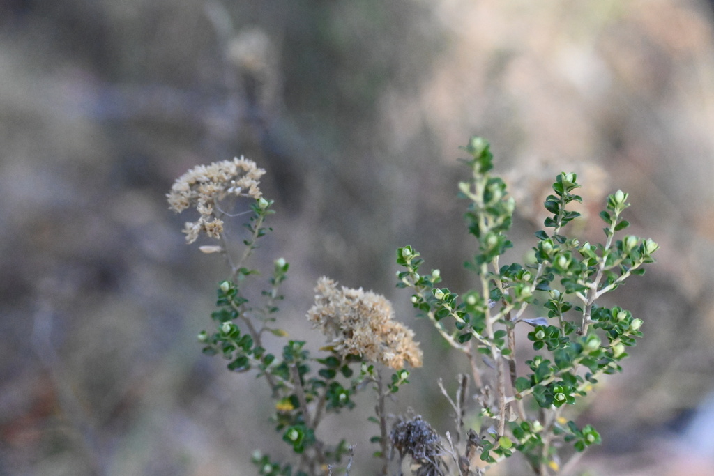 Grey Everlasting from Union Jack Education Area Buninyong VIC 3357 ...