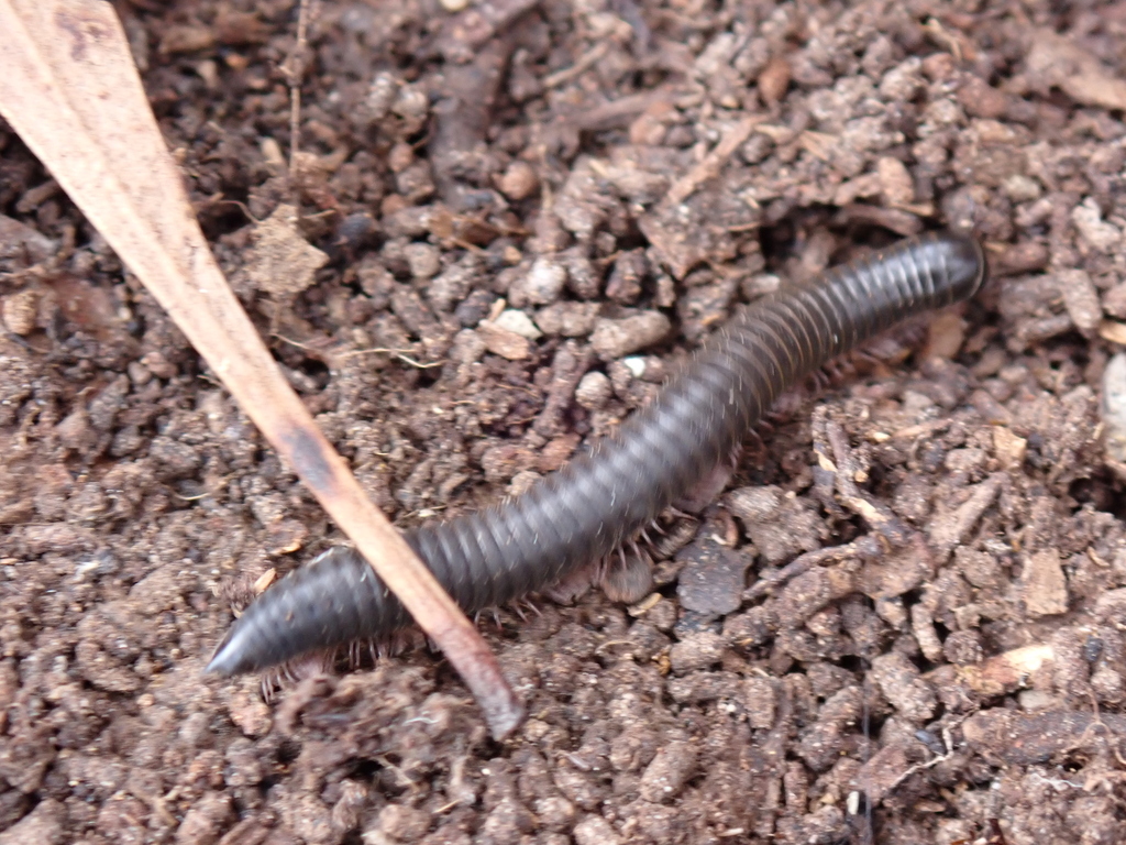 Portuguese Millipede from Sutherlands Creek VIC 3331, Australia on ...