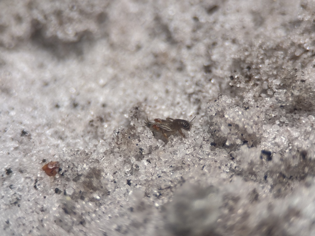 Archbold Pygmy Mole Cricket from Singer Island, Jupiter, FL, US on ...