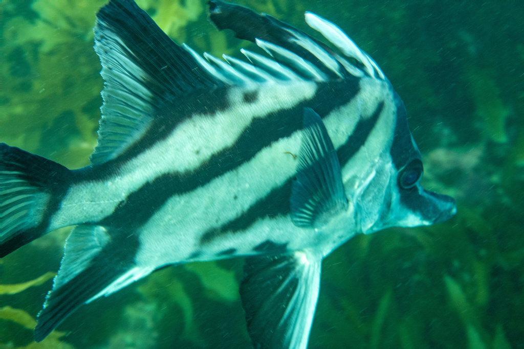 Longsnout Boarfish from Bass Strait, Boat Harbour Beach, TAS, AU on ...