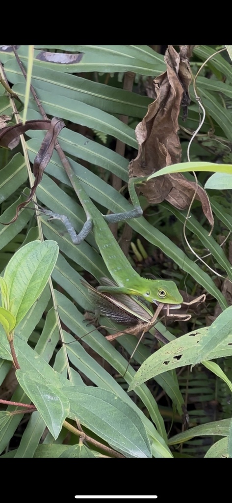 Green Crested Lizard from Palawan, San Vicente, Palawan, PH on March 11 ...