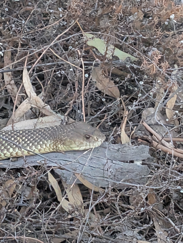 Mulga Snake from Witchelina SA 5733, Australia on March 10, 2025 at 07: ...