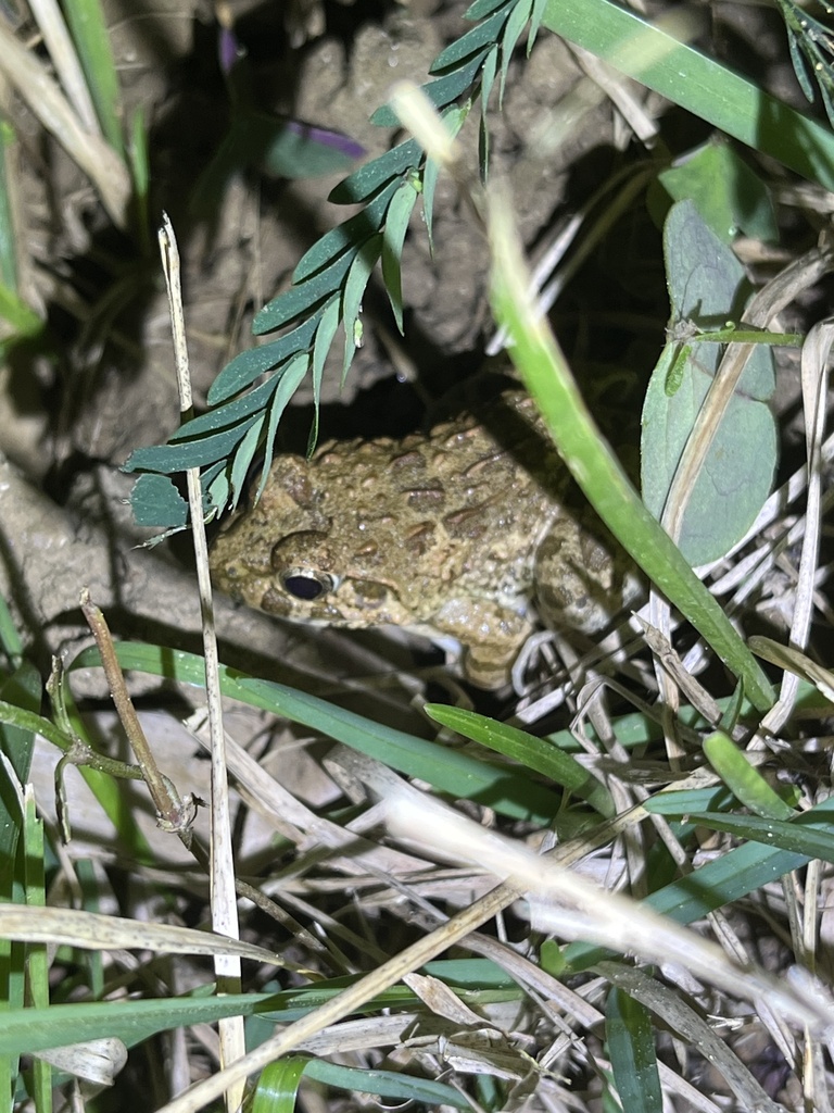 Ishigakijima Wart Frog in March 2025 by Nakatada Wachi · iNaturalist