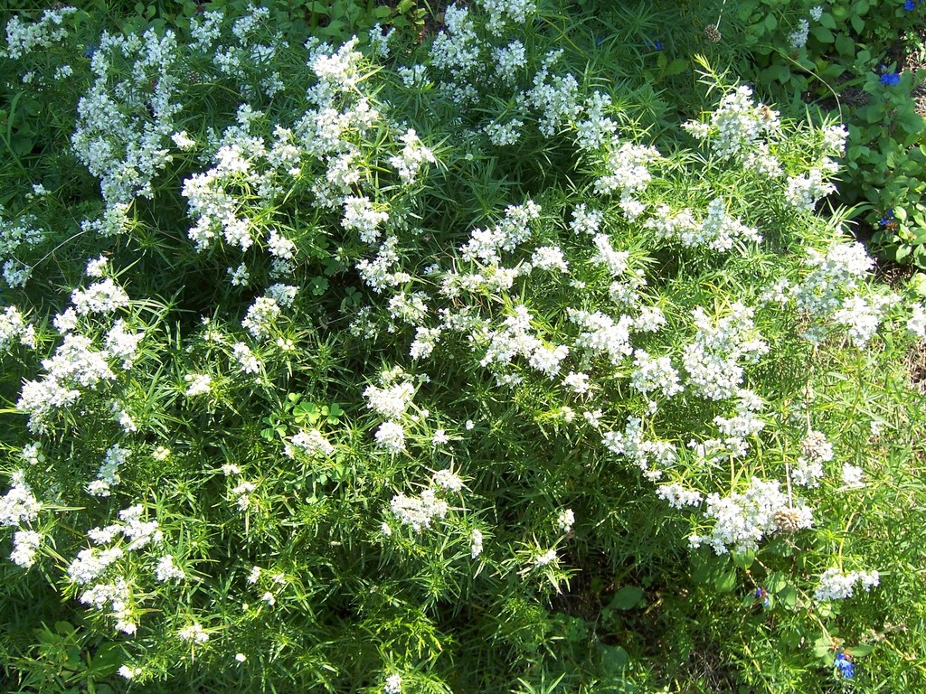 Pycnanthemum virginianum (Virginia mountain mint) (Bluestem Prairie ...