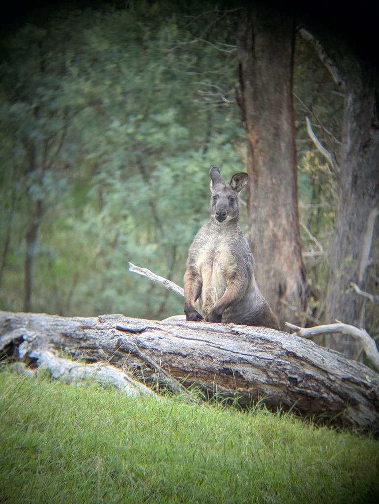 Common Wallaroo from Salisbury Plains NSW 2358, Australia on February 4 ...