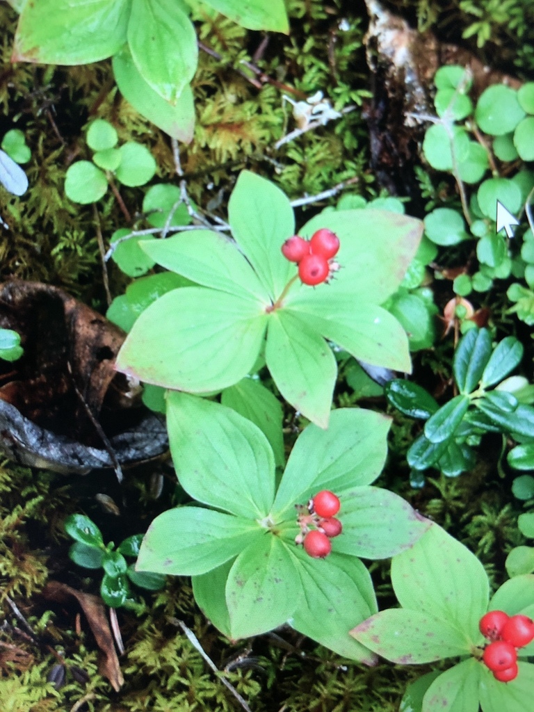 Canadian bunchberry from Denali National Park and Preserve, Palmer, AK ...
