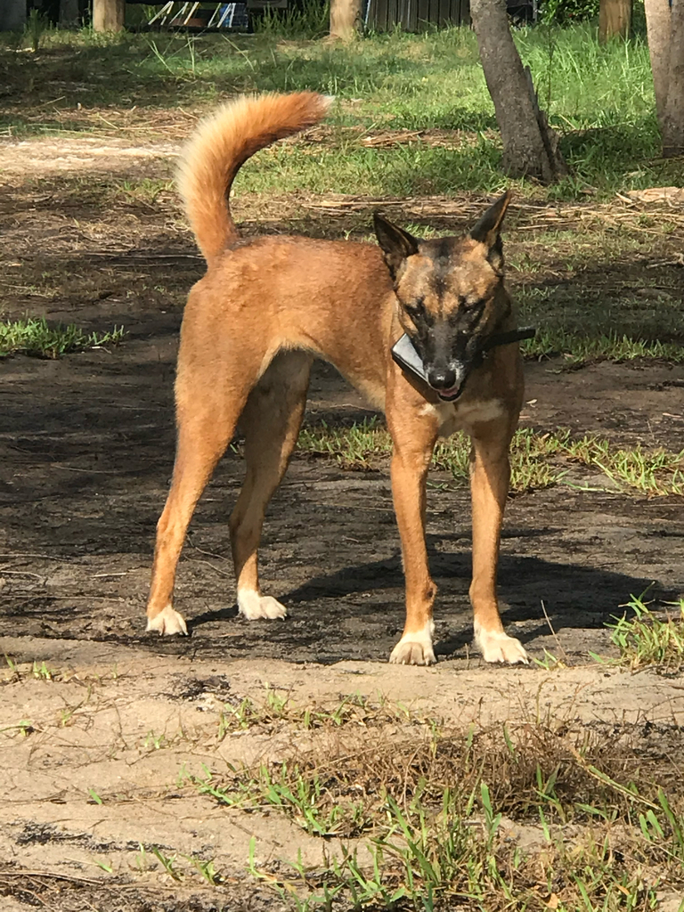 Dingo from Mungo Brush Rd, Mungo Brush, NSW, AU on February 29, 2020 at 04:56 PM by capyb ...