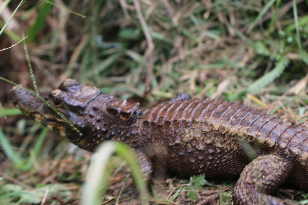 Dwarf Crocodile in June 2014 by Gina Walsh · iNaturalist