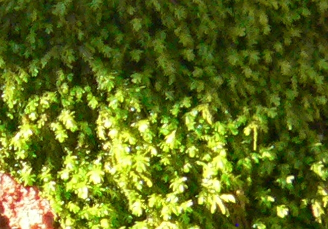 tree-skirt moss from Rockdale County, GA, USA on January 25, 2010 at 12 ...