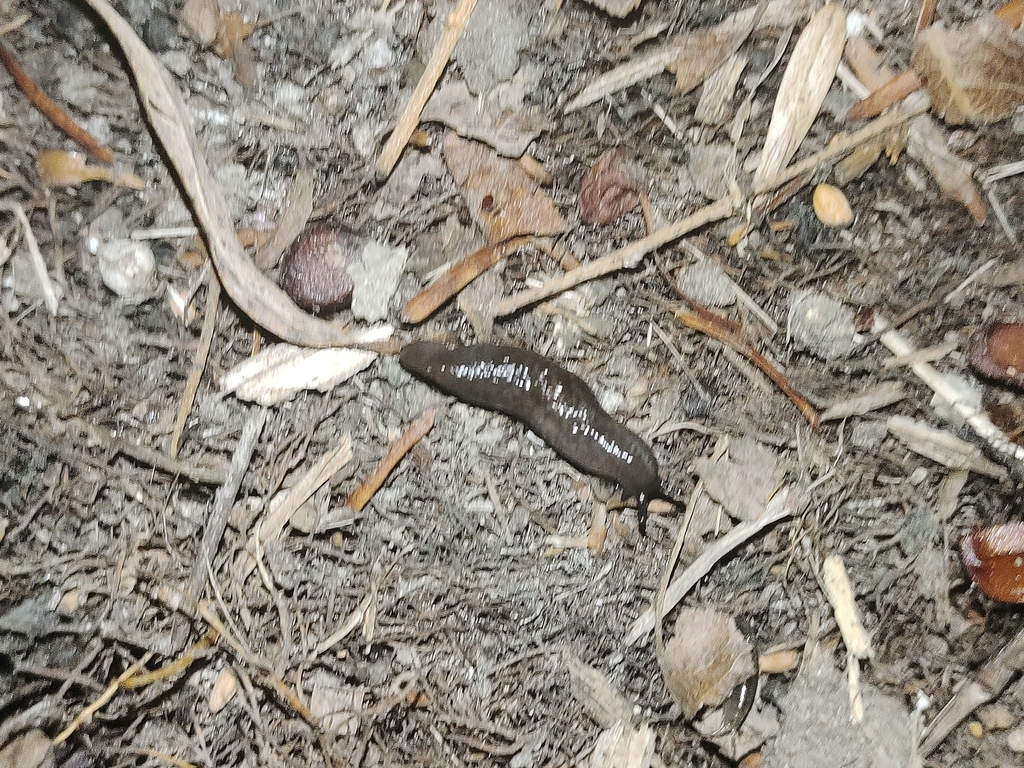 Chinese Slug from Qingdao, CN-SD, CN on March 11, 2025 at 09:54 PM by 艾 ...