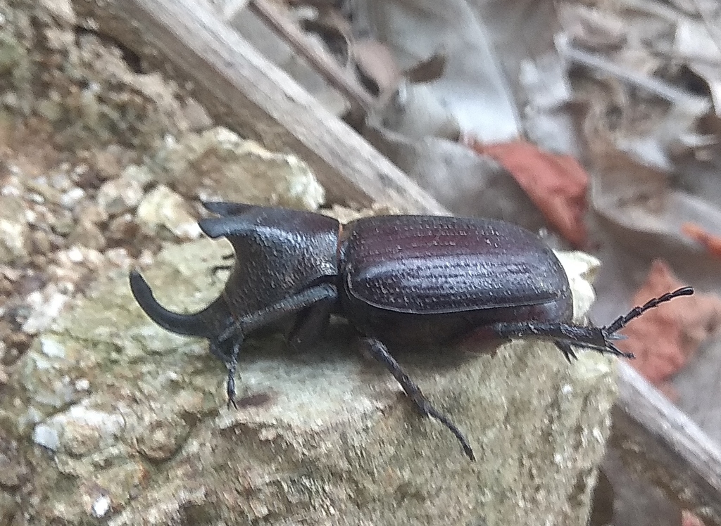 Coelosis biloba from Santa Marta, Magdalena, Colombia on August 3, 2019 ...