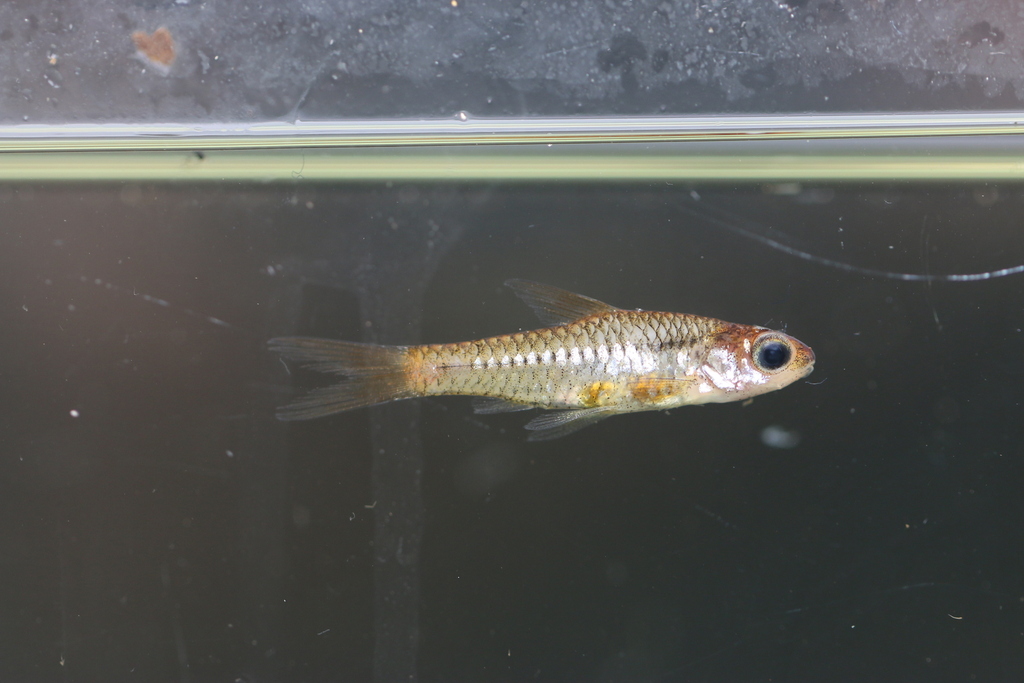 (Enteromius rouxi) - Marine Life Identification