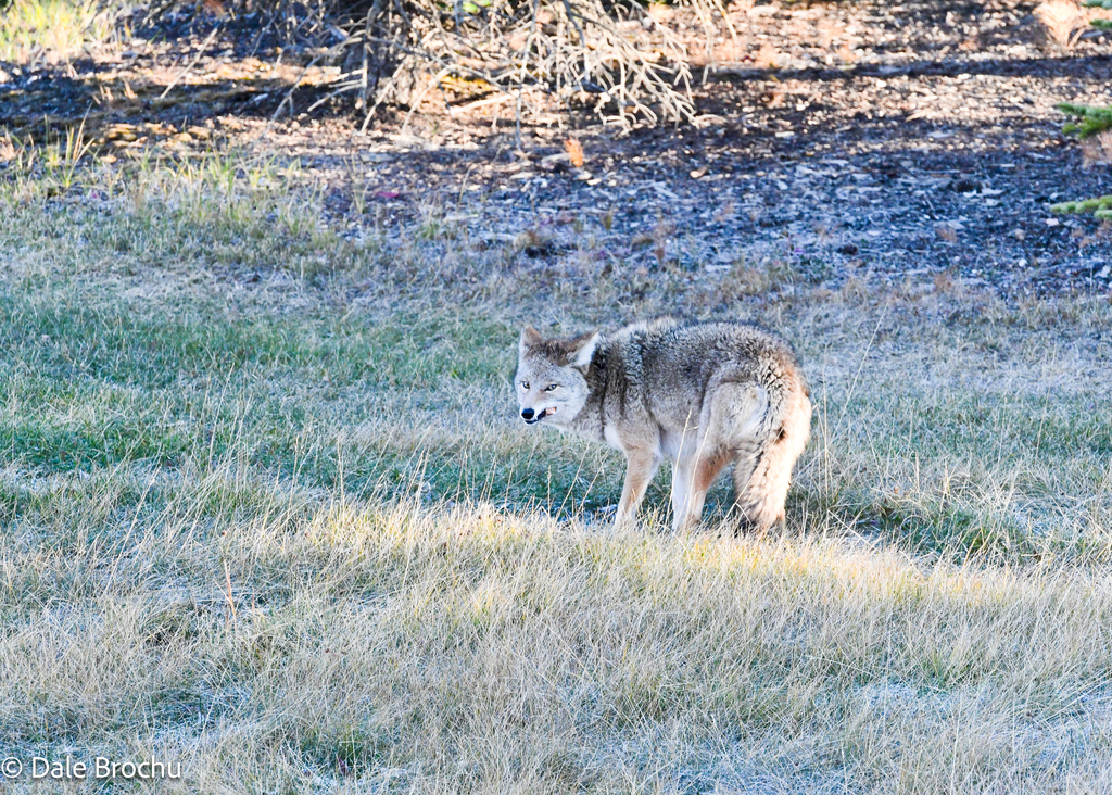 Coyote from Southwest Edmonton, Edmonton, AB, Canada on October 15 ...