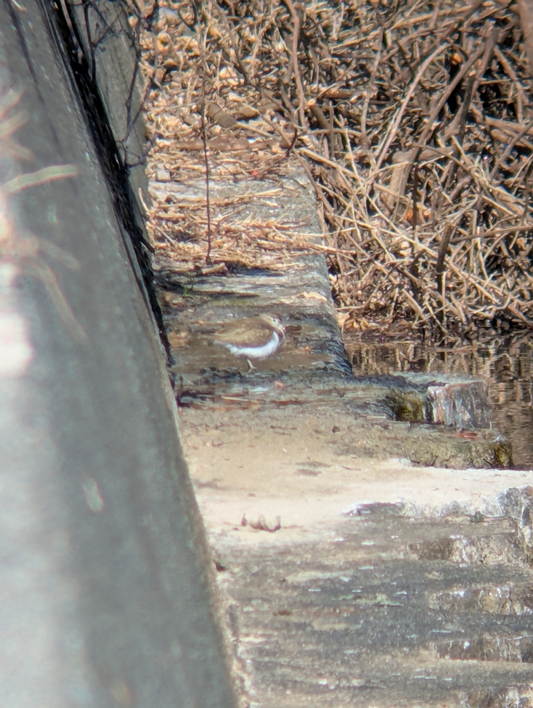 Common Sandpiper from 2745-8 Shirahama, Shimoda, Shizuoka 415-0012 ...