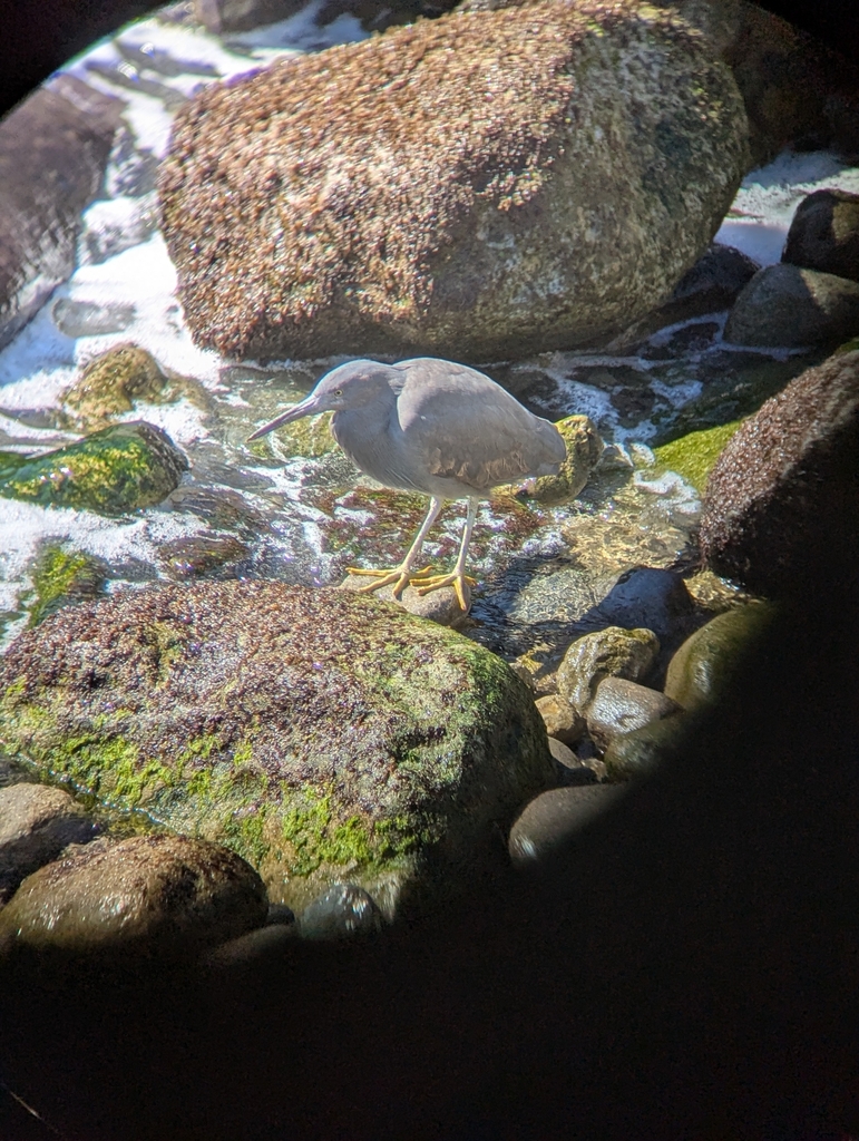 Pacific Reef Heron from 2052-1 Nishina, Nishiizu, Kamo District ...