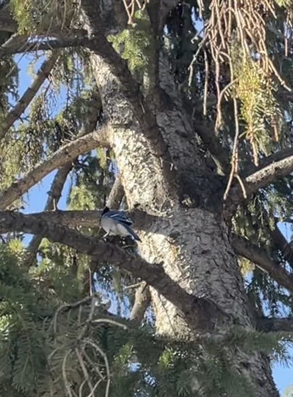 Blue Jay from Urbana Rd NW, Calgary, AB, CA on March 7, 2025 at 10:20 ...