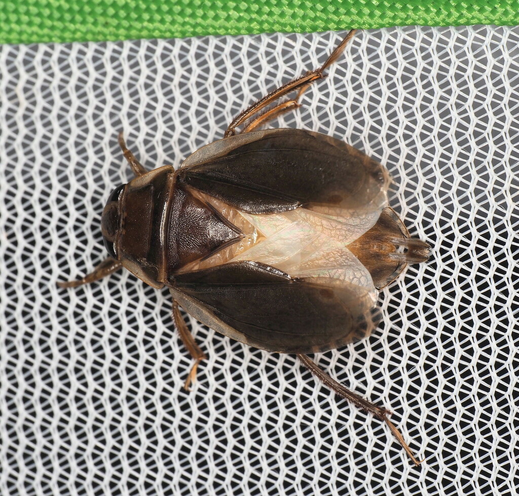 Diplonychus from Jabiru NT 0886, Australia on February 18, 2025 at 08: ...