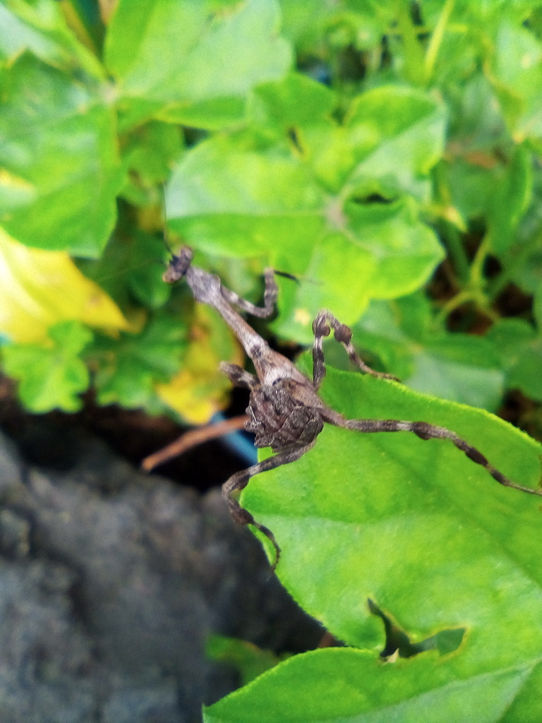 Pseudovates tolteca from Cerro de Guerrero, Ciudad de México, CDMX ...