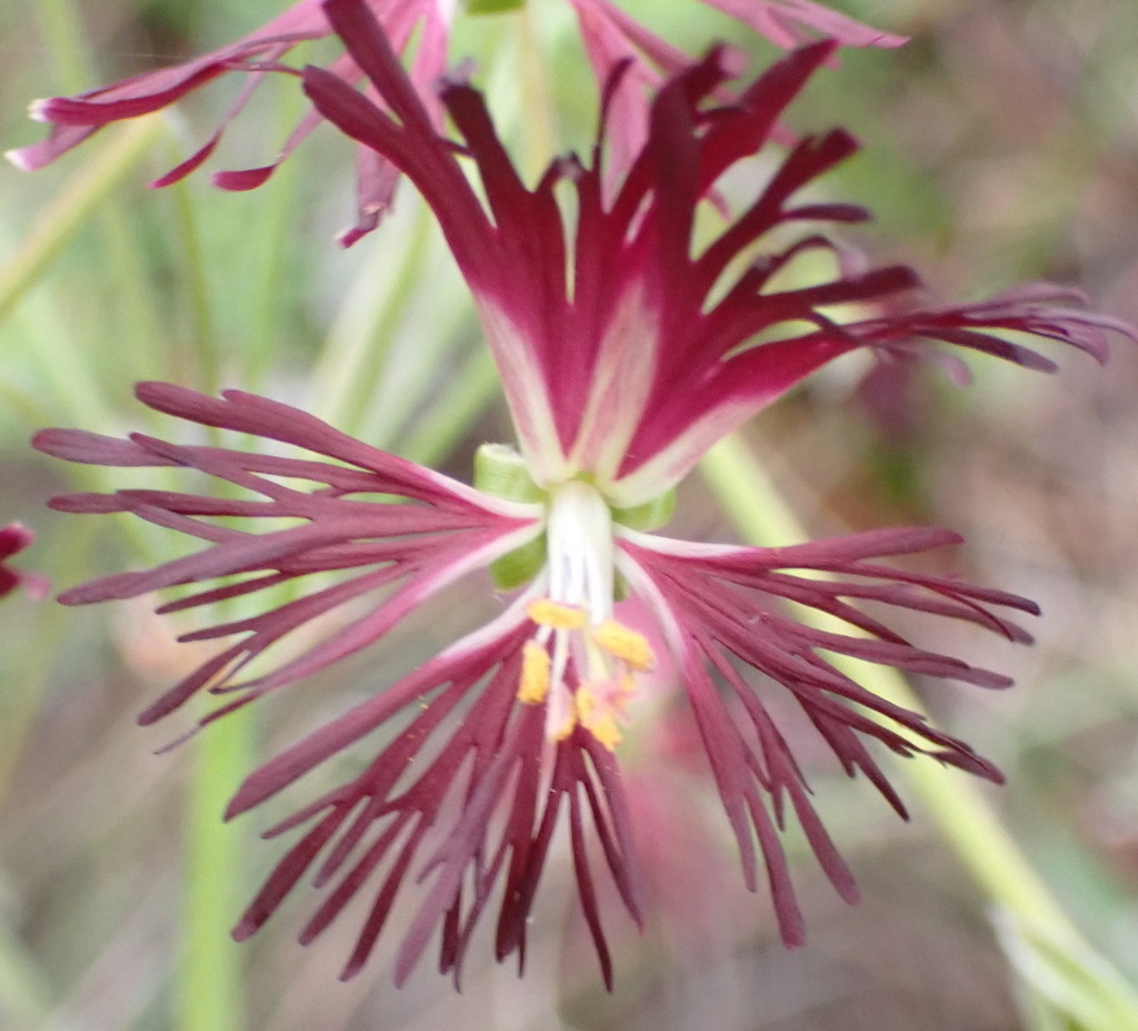 Pelargonium afrum from Belvidere Plantation, Garden Route District ...
