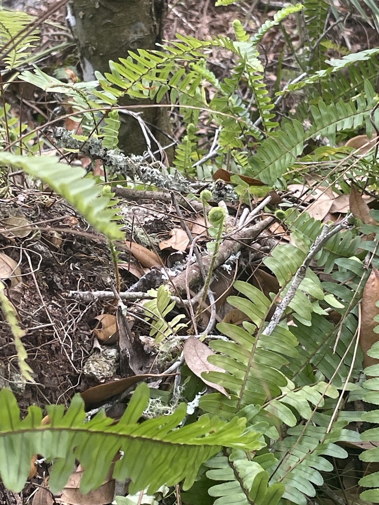 sword ferns from Lower Hillsborough Flood Detention Area Trail, Thonotosassa, FL, US on March 09 ...