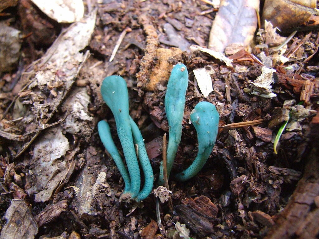 Microglossum from Humboldt County, CA, USA on March 10, 2025 at 02:14 ...