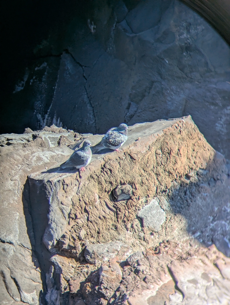 Feral Pigeon from 842 Futo, Itō, Shizuoka 413-0231, Japan on February ...