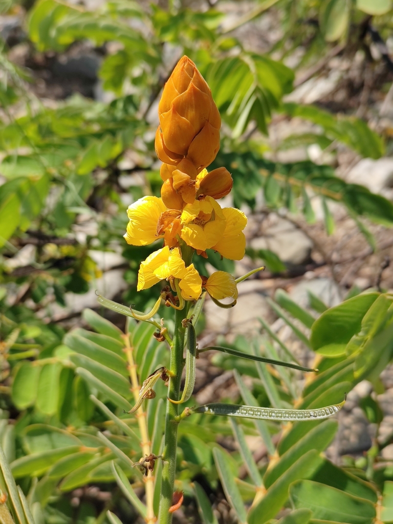 reticulate senna from 30555 Chis., México on March 11, 2025 at 10:58 AM ...