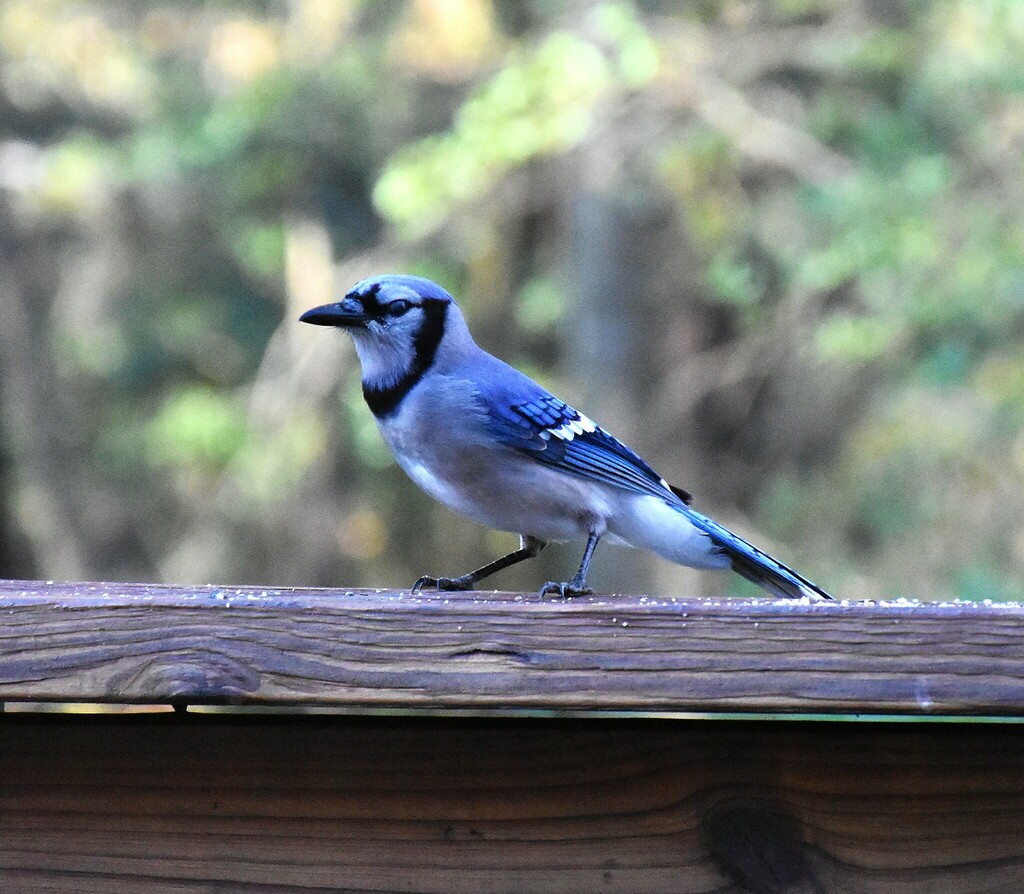 Blue Jay from Mountain Park, GA, USA on March 11, 2025 at 08:19 AM by ...