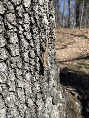 Prairie Lizard (Sceloporus consobrinus) - Snakes and Lizards