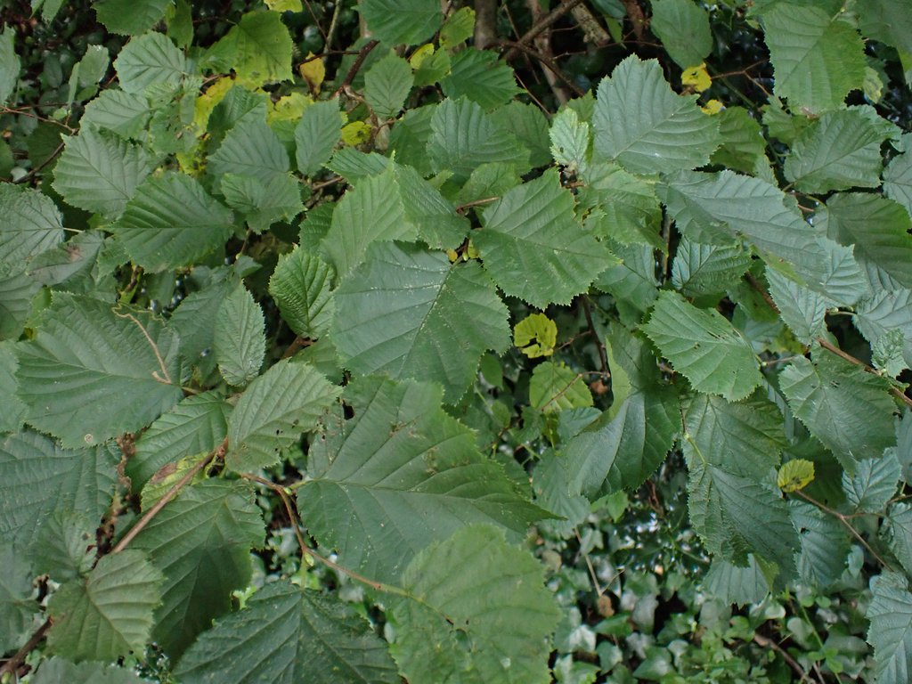 common hazel from Sutton, Macclesfield SK11, UK on September 21, 2024 ...