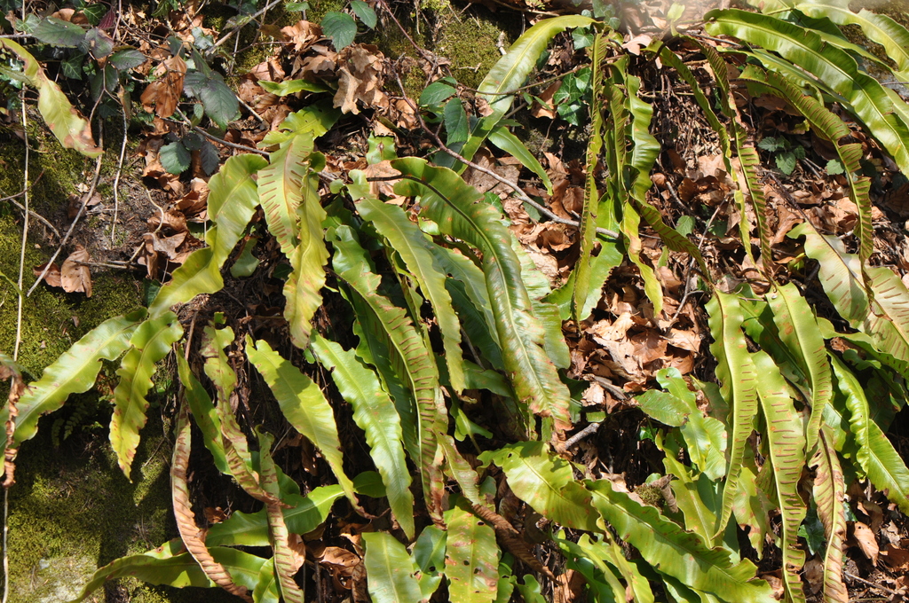 European Hart's-tongue Fern from Horw, Schweiz on March 11, 2025 at 03: ...