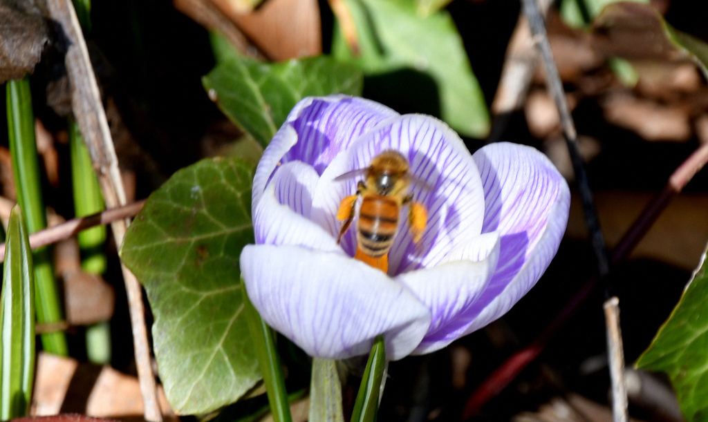 Western Honey Bee from Norton, WV, USA on March 11, 2025 at 12:12 PM by ...