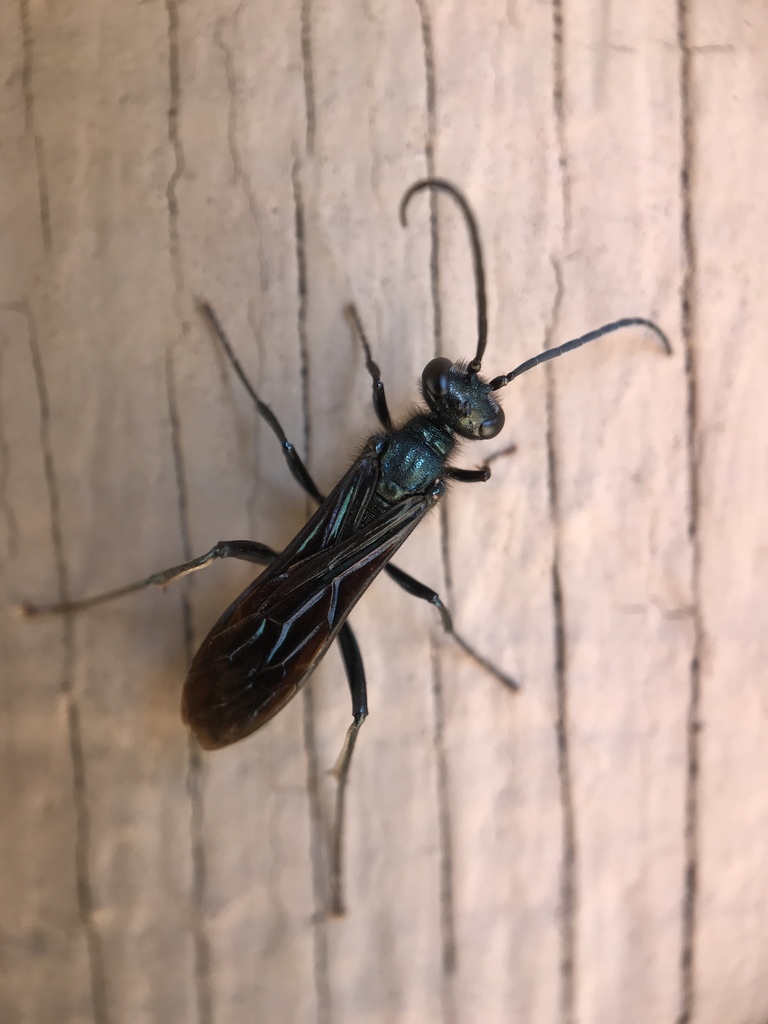 Nearctic Blue Mud-dauber Wasp from Vasona Lake County Park, Los Gatos ...