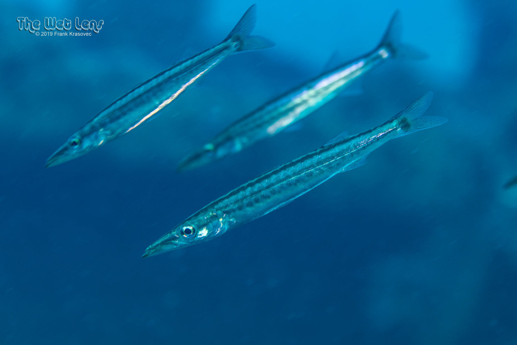 Northern Sennet (Sphyraena borealis) - Marine Life Identification