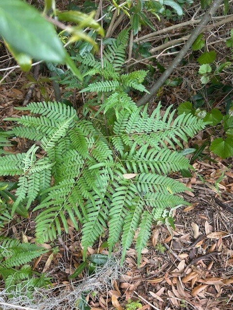 common bracken from Horizon West, FL, USA on March 8, 2025 at 04:30 PM ...
