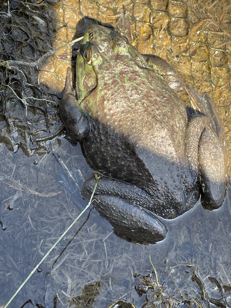 American Bullfrog from Lake Spafford, Davis, CA, US on March 11, 2025 ...