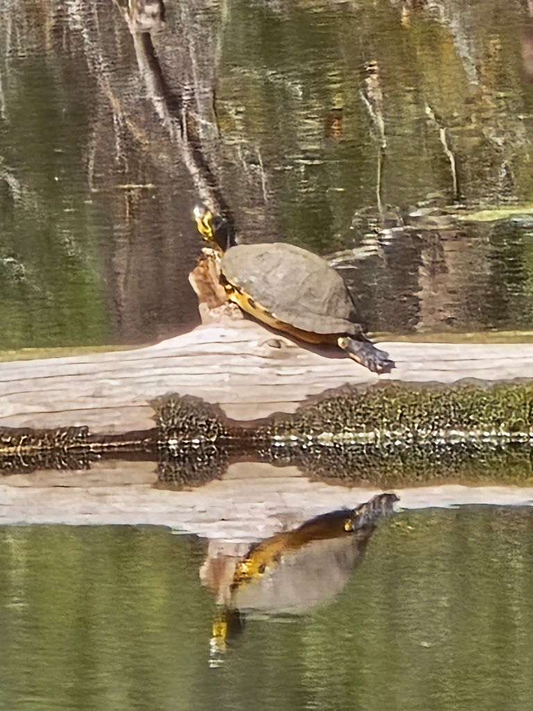 Pond Slider from Savannah Hwy, Ravenel, SC, US on March 11, 2025 at 02: ...