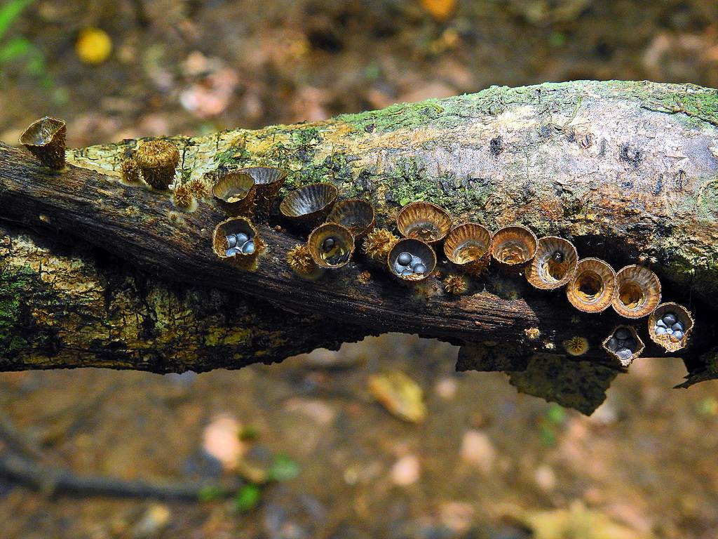 Cyathus from Cacoal - RO, Brasil on February 26, 2020 at 01:37 PM by ...